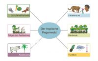 Ökosystem tropischer Regenwald | Medienportal der Siemens Stiftung