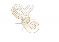 Cochlea – overview, labeling arrows | The Siemens Stiftung Media Portal