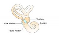 Cochlea – an overview | The Siemens Stiftung Media Portal