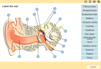 The structure of the ear (labeling task)