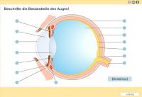 Der Aufbau des Auges (Zuordnungsaufgabe) | Medienportal der Siemens ...