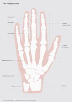Die Handknochen