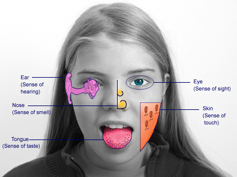 Five Senses In The Human Head The Siemens Stiftung Media Portal Five Senses In The Human Head The Siemens Stiftung Media Portal
