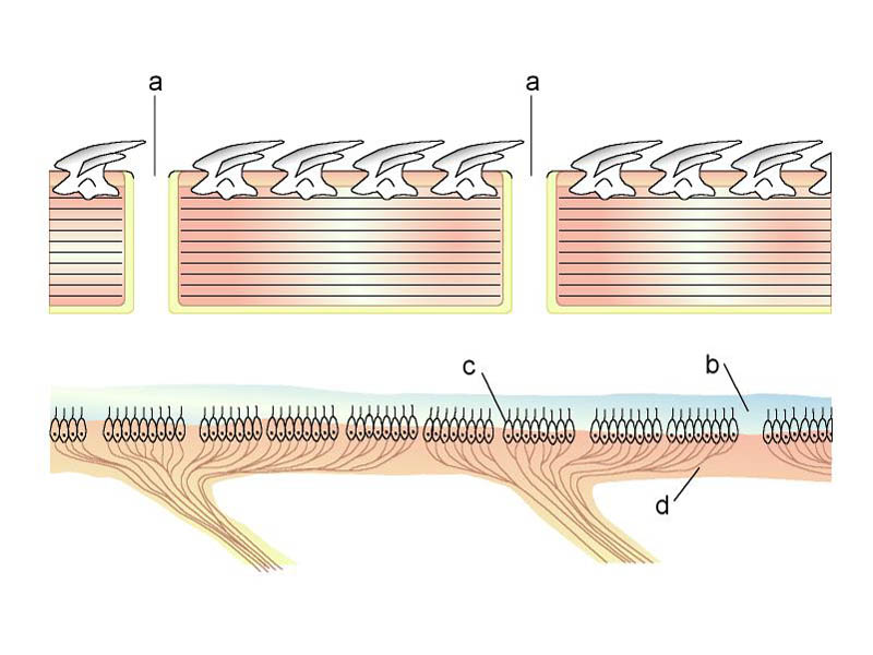 Shark – hearing with the entire body