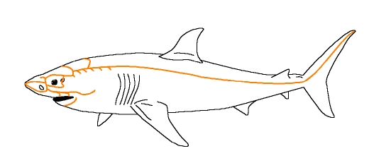 How does a shark hear?