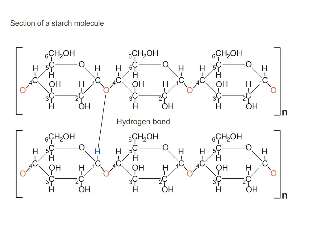Section Of A Starch Molecule Section Of A Starch Molecule