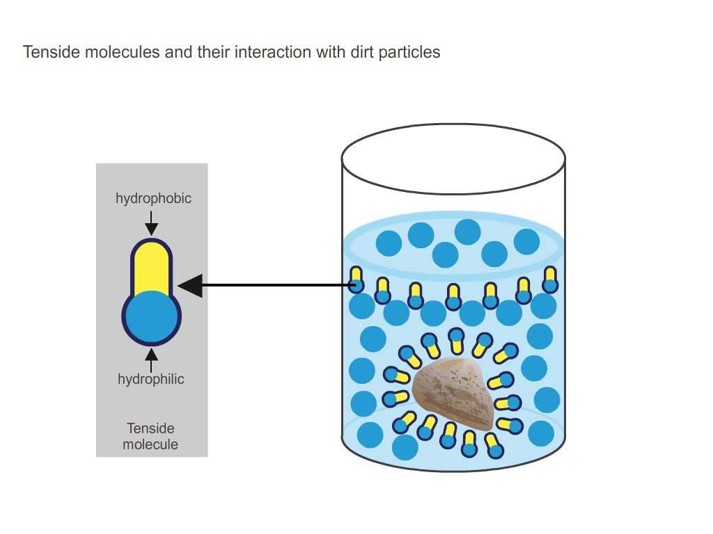Tenside molecules and their interaction with dirt particles